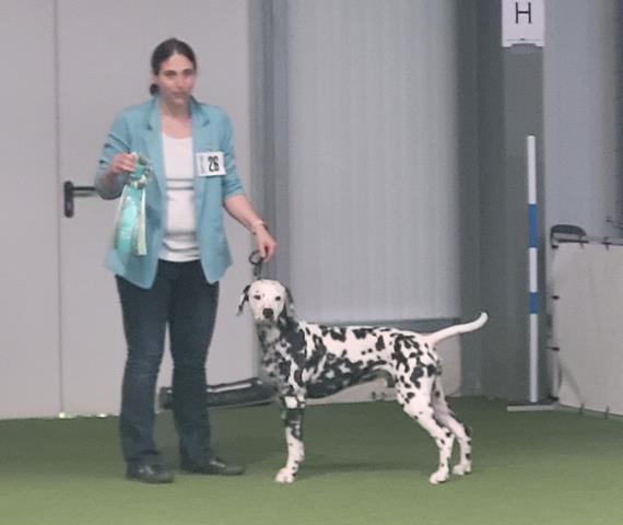 Dalmatiner Zucht und Welpen - Arabians Stud Esteves Iserlohn